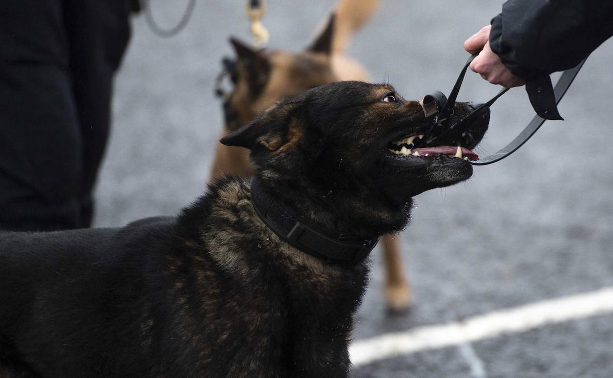 Detienen Al Dueño De Un Perro Que Mordió A Una Niña De Cinco Años En